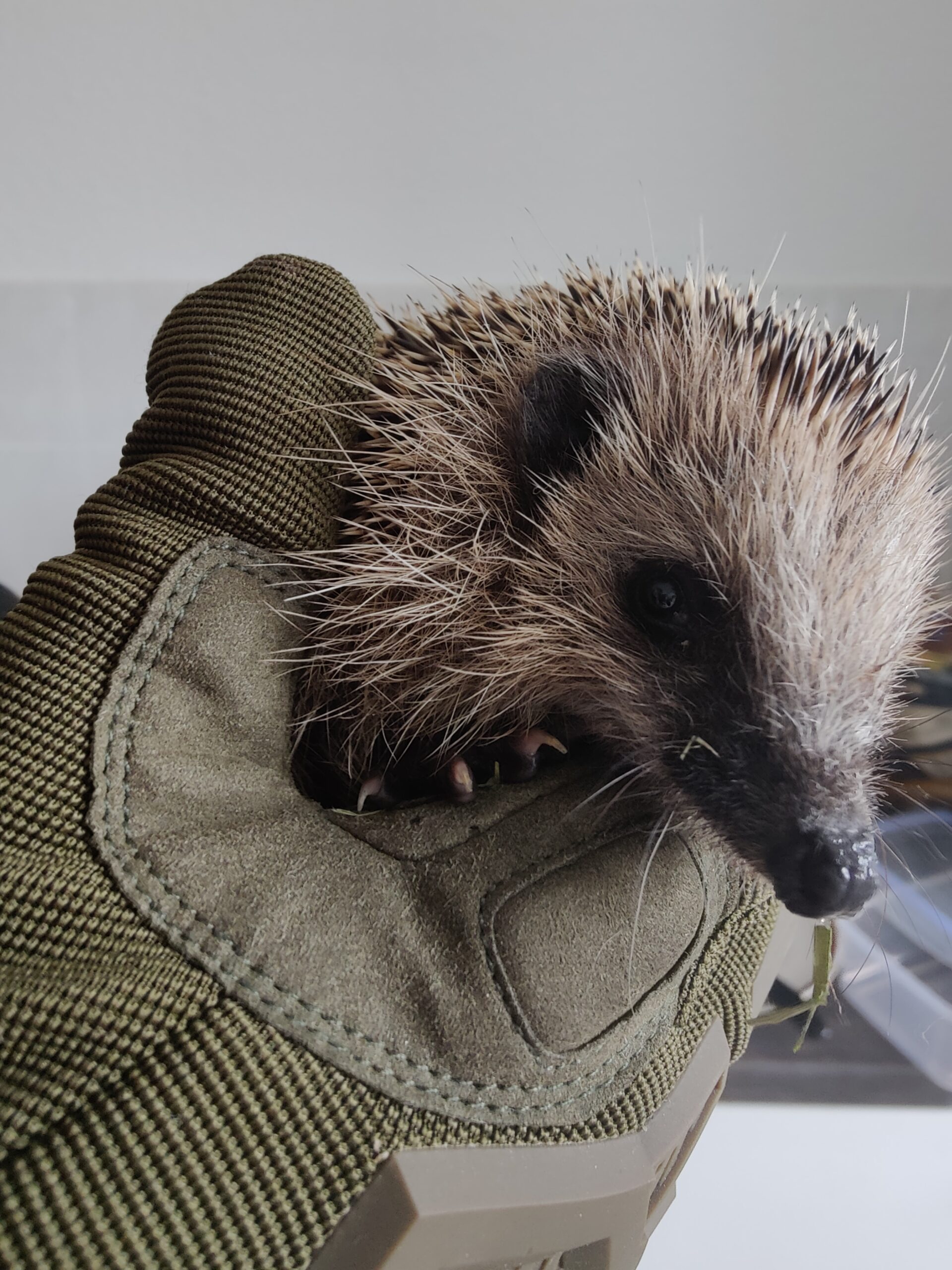 Igel Henry - Tierschutz fängt vor der Haustür an - Tierfairliebt e.V.